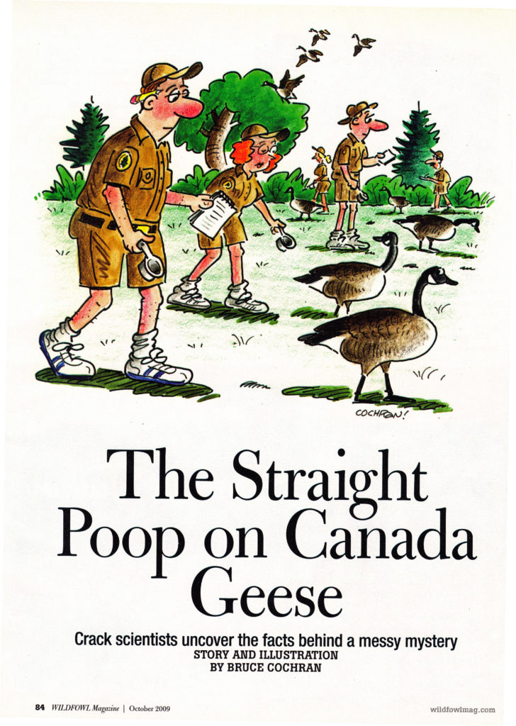 The Straight Poop On Canada Geese – Cochran's Cartoons